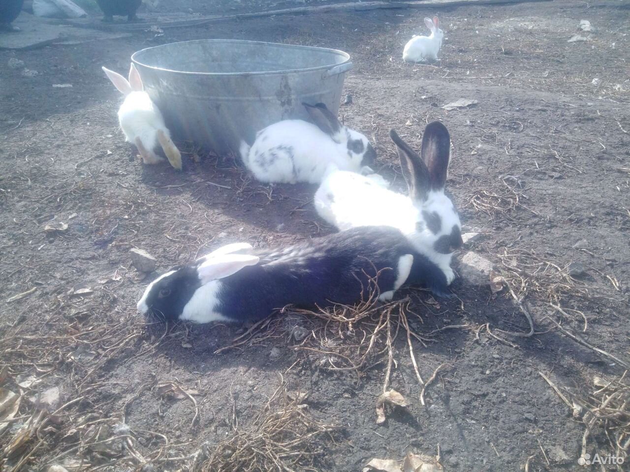 Кролики. петухи бойцовскии. гуси домашние