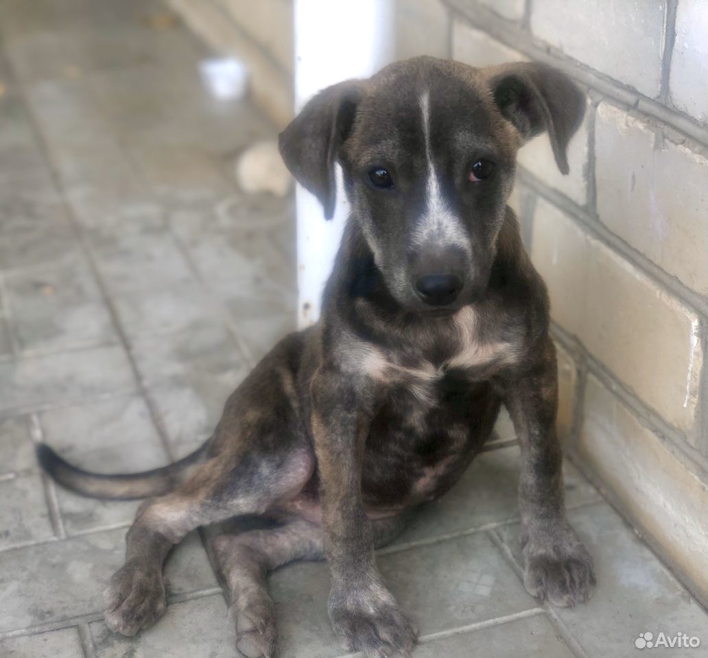 Щенок ищет любящих хозяев