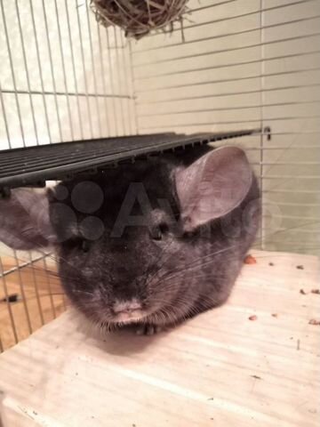 Продаём девочку-шиншиллу, окрас черный (гомоэбони)