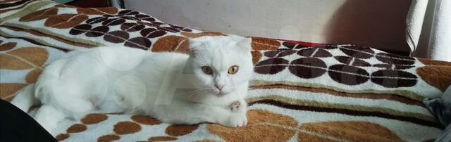 Британская дама, ищет британского кавалера с прямы