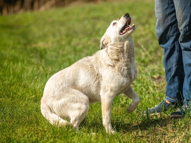 Фифа в поисках дома и любящих хозяев