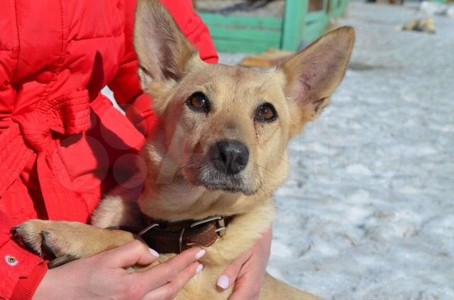 Ляля в добрые руки