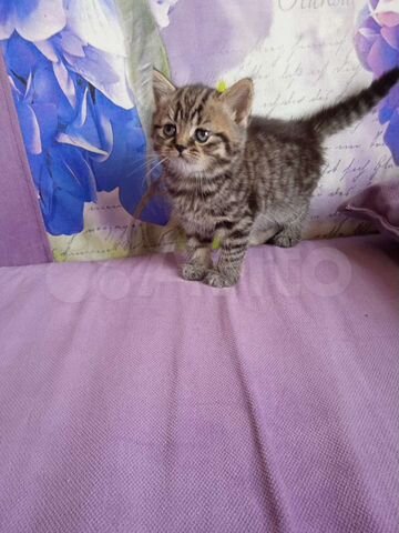Котята шотландские скоттиш страйд