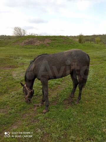 Кабылка полтора года