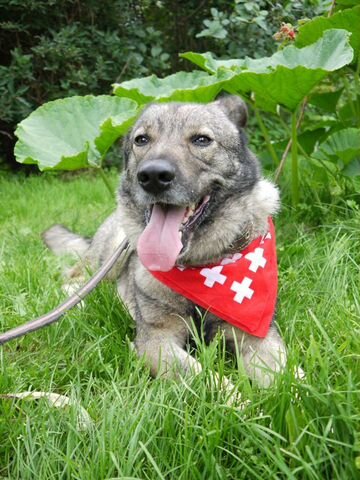 Собака в добрые руки Персей