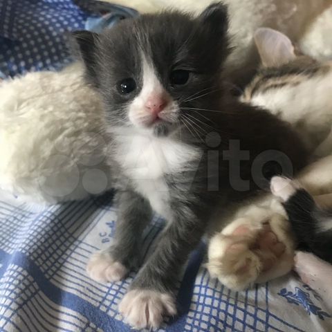 Очаровательные домашние котята