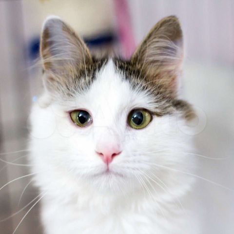 Зоюшка, домашний приют