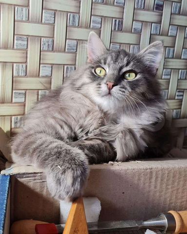 Котик в добрые и ответсвенные руки