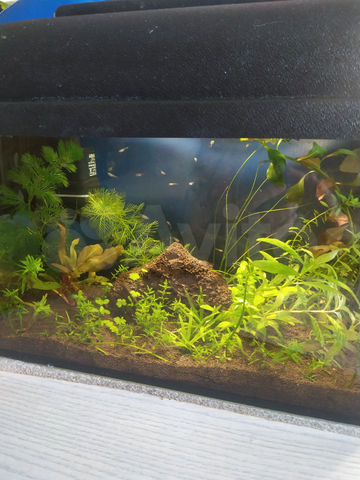 Аквариум с рыбками