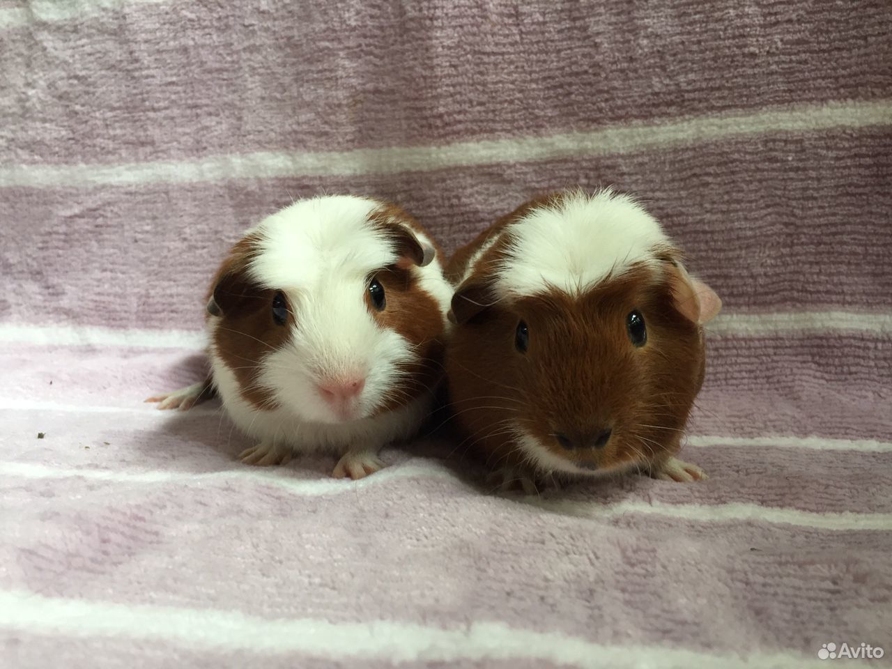 Морские свинки цветной крестед мальчишки