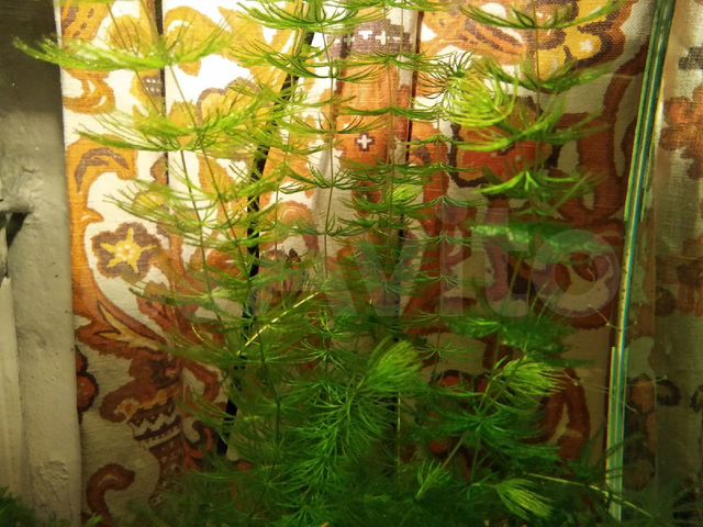 Ряска в аквариум