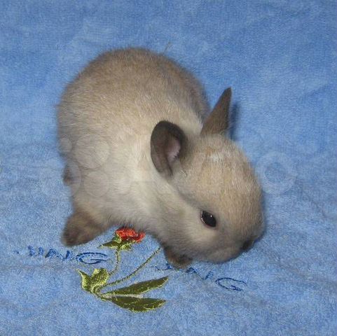 Карликовые крольчата-малыши