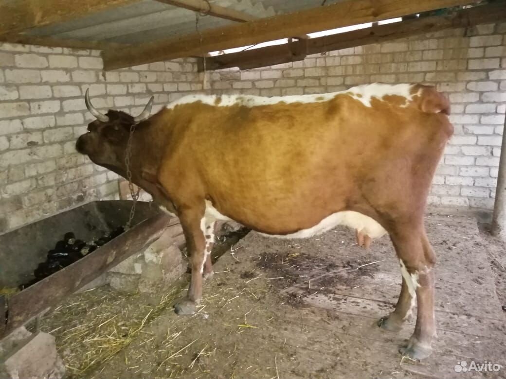 Продаются коровы стельные