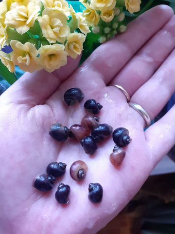 Улитки ампулярии