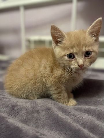 Светло-рыжий котенок