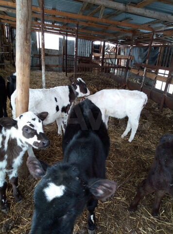 Тёлки от 3 до 8 месяцев