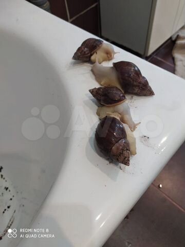 Улитки домашние