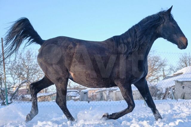 Лошадь 5 лет. жеребая