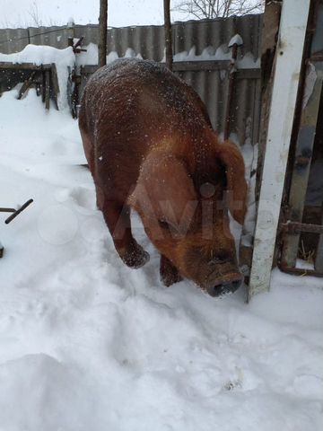 Хряк чистопородный дюрок