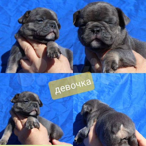 Французята