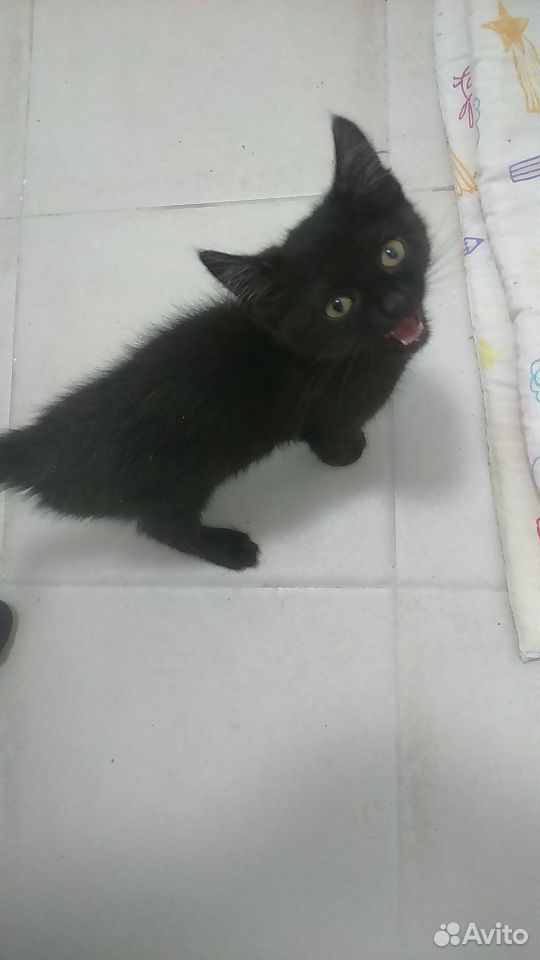 Отдам котенка(британец) в добрые руки