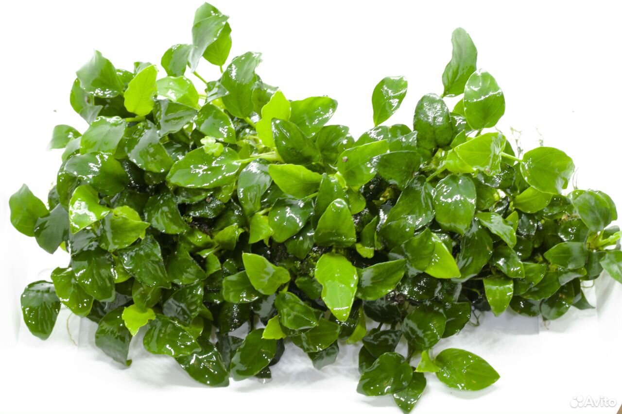 Анубиас нано петит