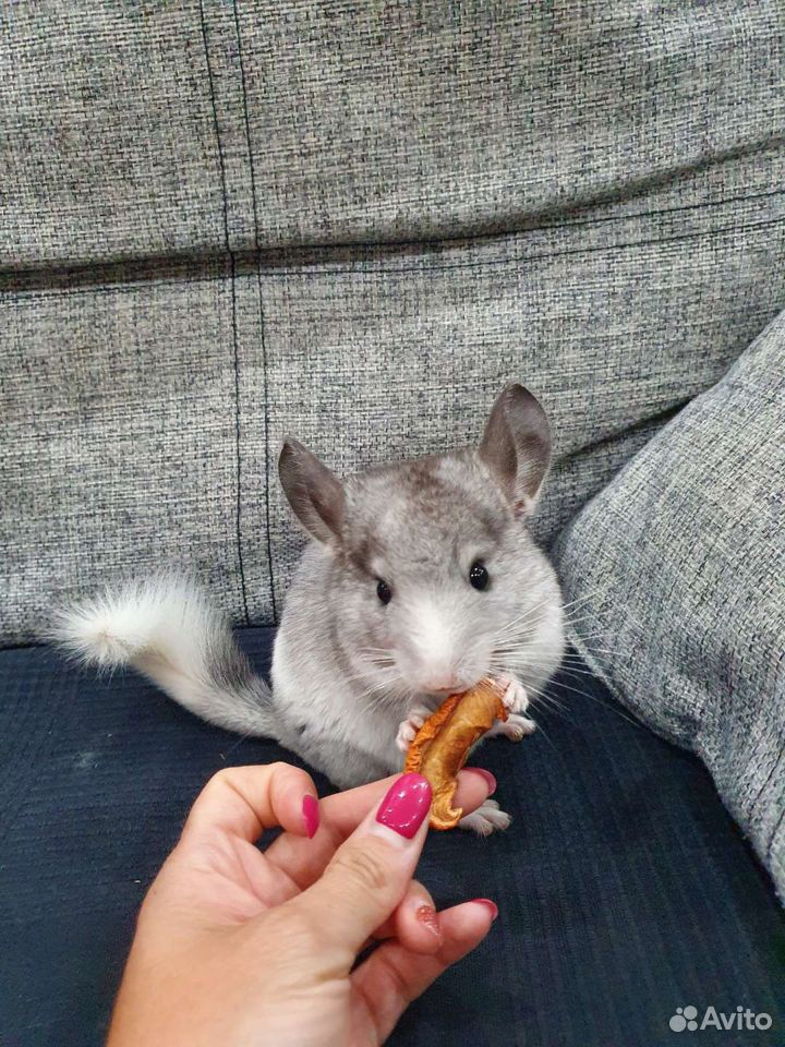 Шиншилла девочка 2 мес
