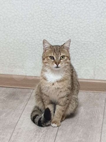 Милый котейка ищет дом