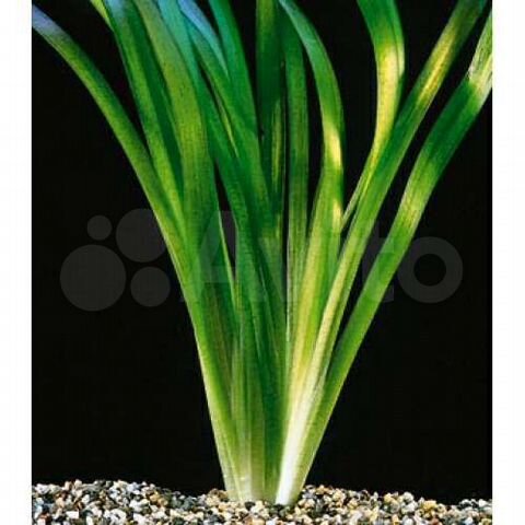 Криптокарина, Валиснерия, Анубиас