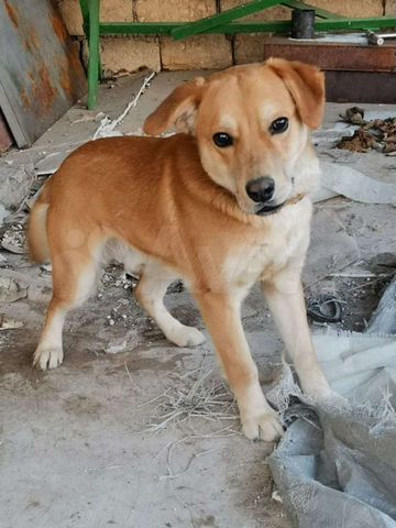 Собаки бесплатно в добрые руки