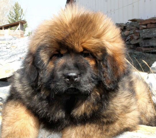 Тибетский мастиф