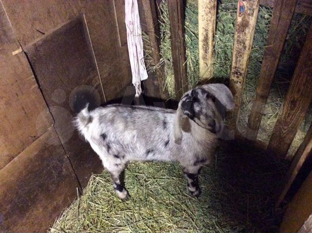 Козочка 5 мес нубийская