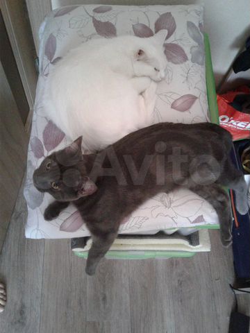 Британский кот и кошка в добрые руки