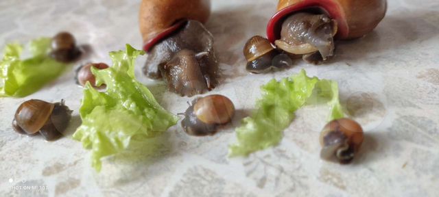 Улитки мегасы