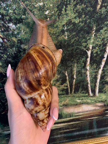 Улитки Ахатина 2 шт с контейнером