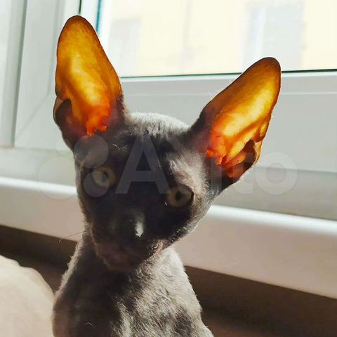 Космические Корниш-рекс