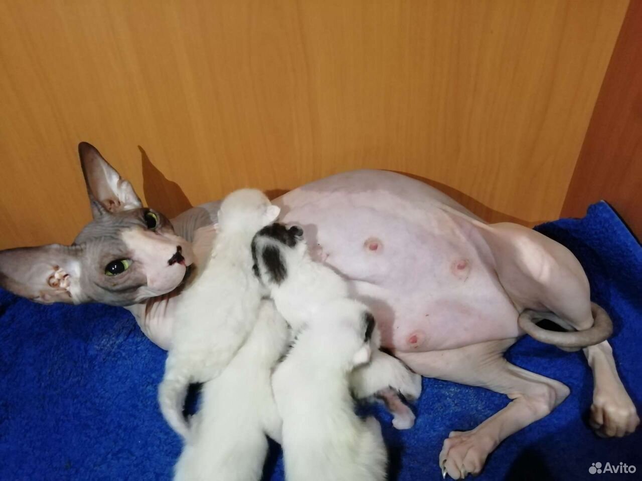 Котята Донского сфинкса