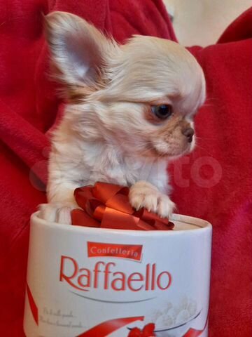 Детка Само Совершенство