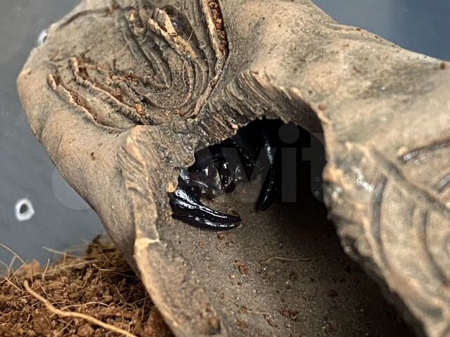 Скорпион Heterometrus Spinifer