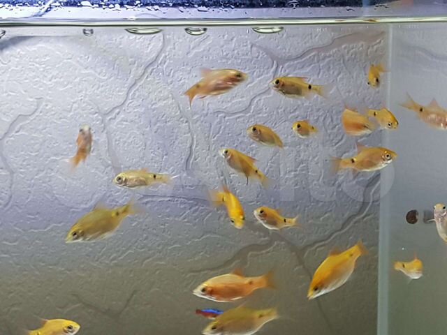 Барбус огненный