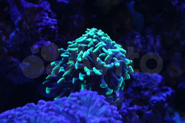 Кораллы для морского аквариума