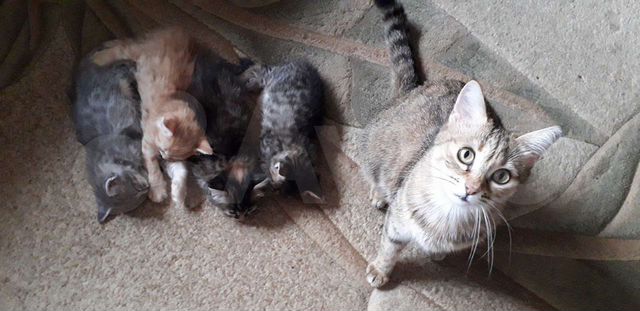 Котята в добрые руки бесплатно
