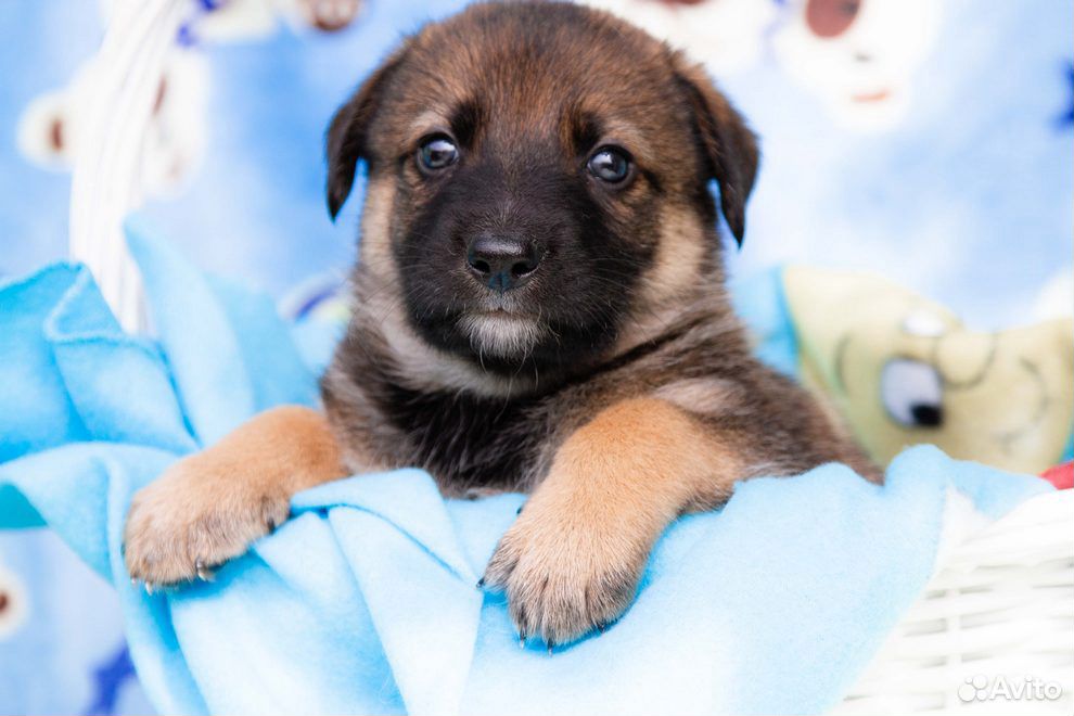 Смешной мальчик Винни в дар