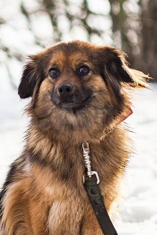 Лапушка маленькая собачка в добрые руки