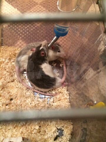 Случка крыс