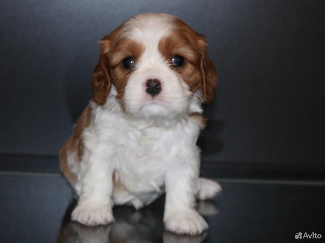 Девочка ккчс (Подмосковье)