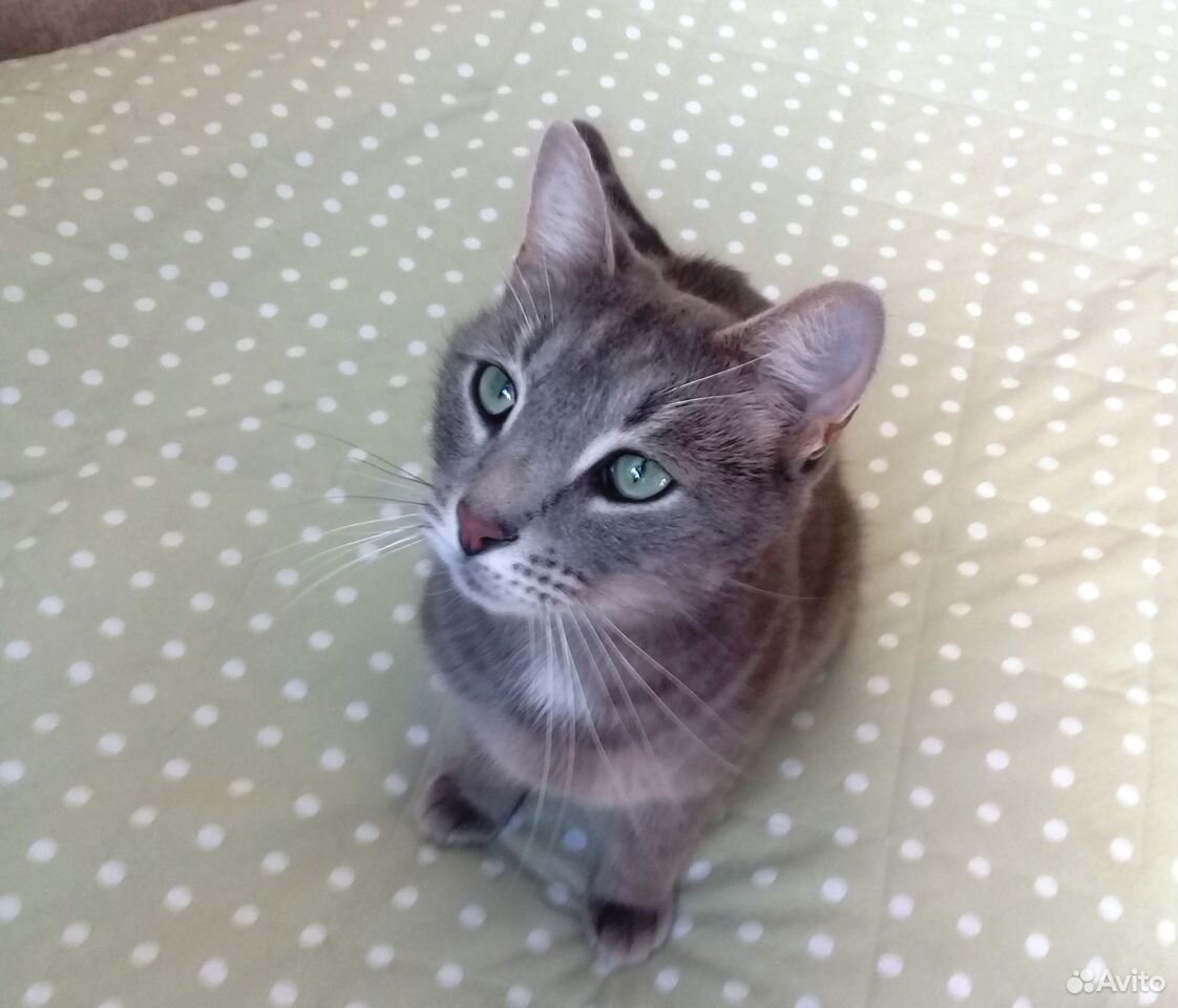 Дымчато-серый ласковый кот в добрые руки