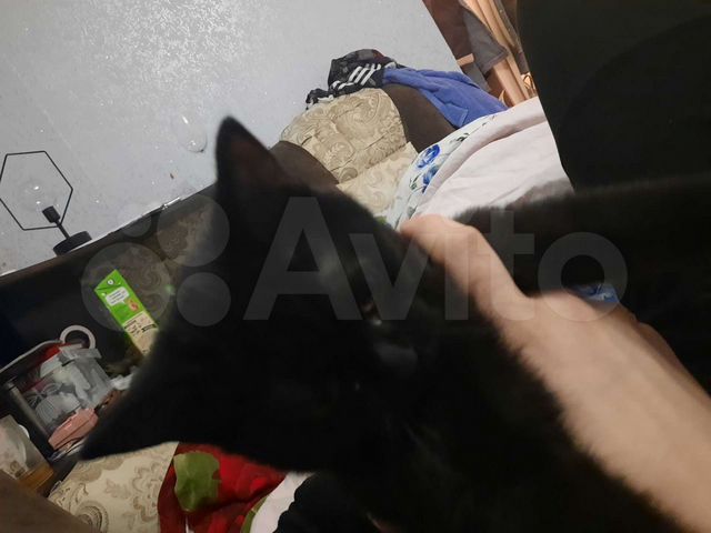 Кошка и накаченный американец