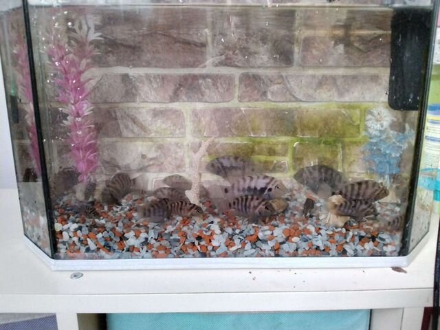 Цихлиды чернополосатые